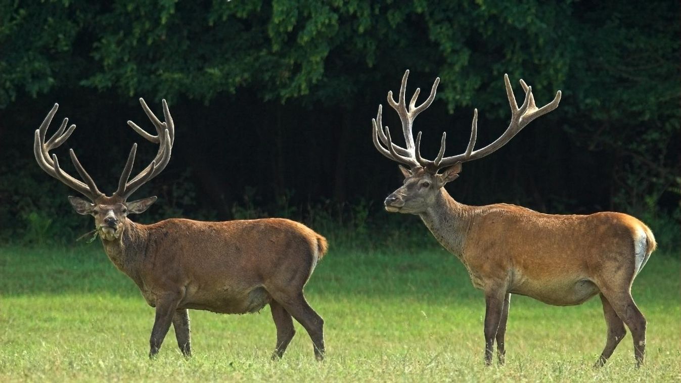 Jelentős károkat okoznak a szarvasok a földeken