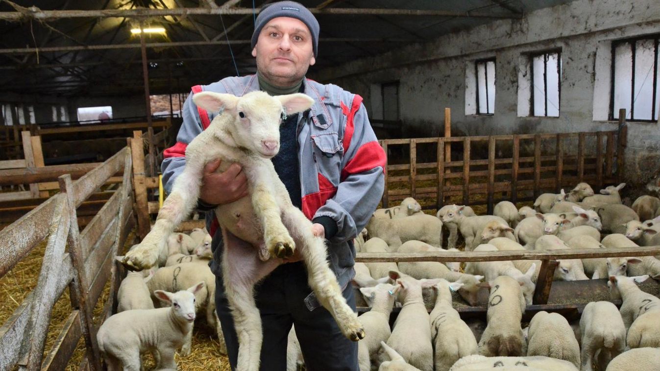 Előnyben van a magyar bárány