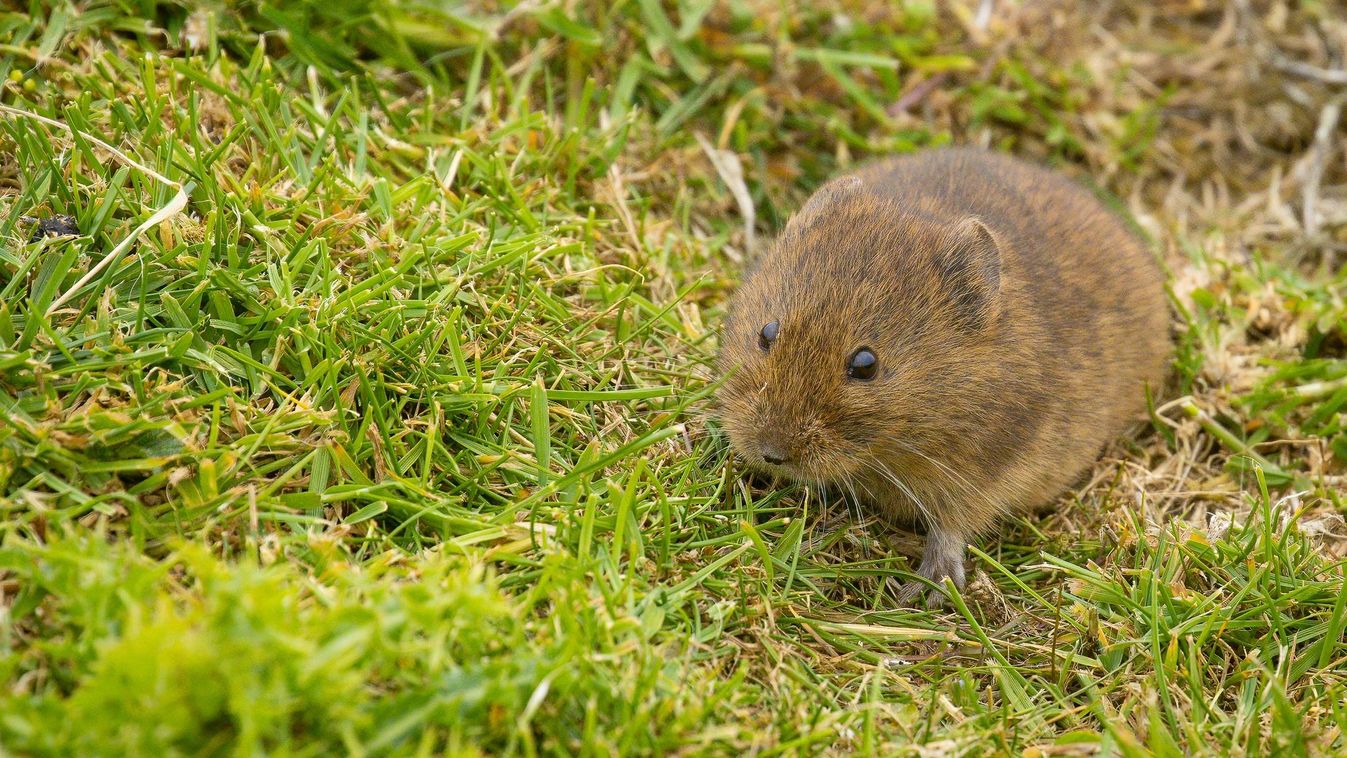 Így kertészkedik a pocok, hogy jobban lássa az ellenségeit