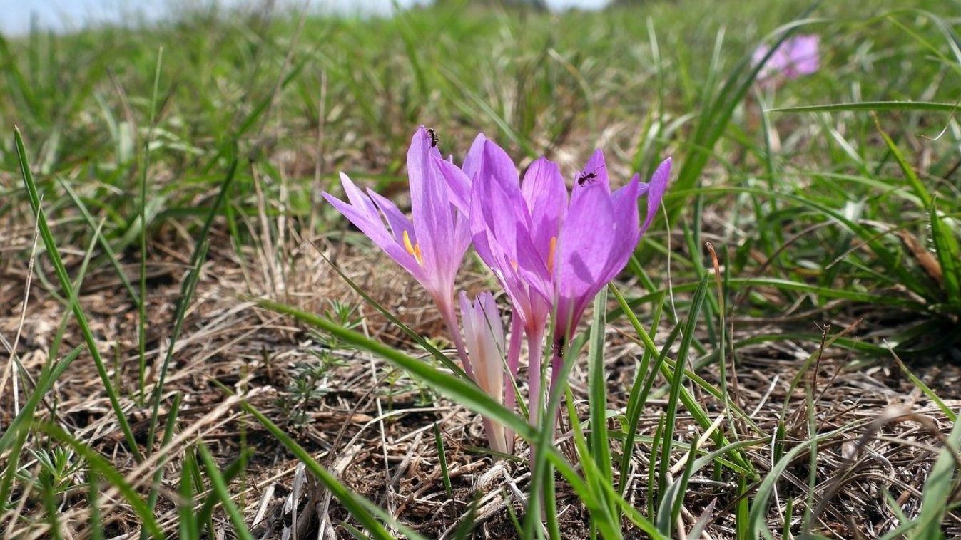 Több ezer homoki kikerics nyílik a bugaci pusztában