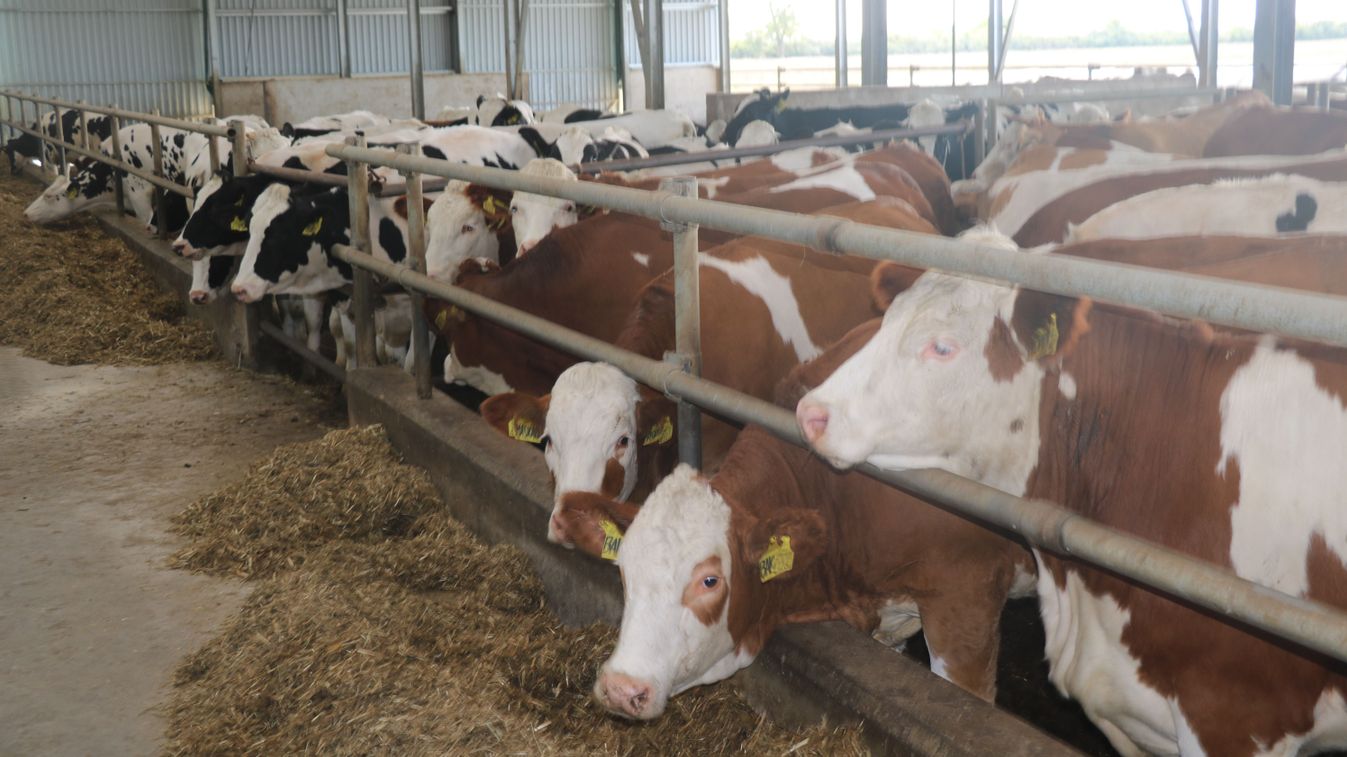 A magyartarka szarvasmarha nemzeti kincs – galériával, videóval