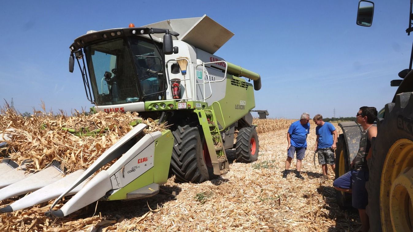 Idén sok a fertőzött kukorica a Homokhátságban
