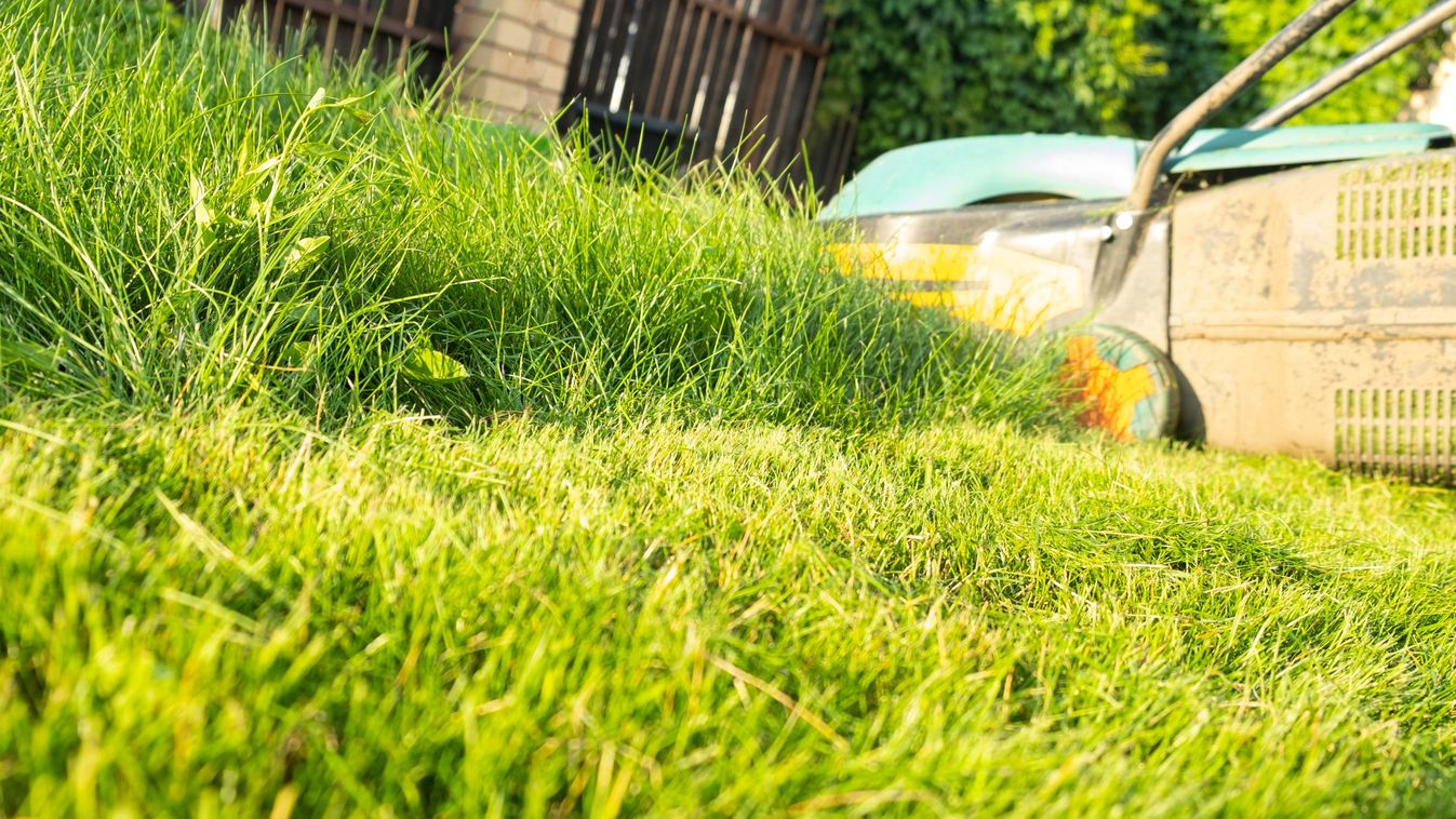 Miért sárgul a gyep? – Tippek a fűápolásról szakértőtől