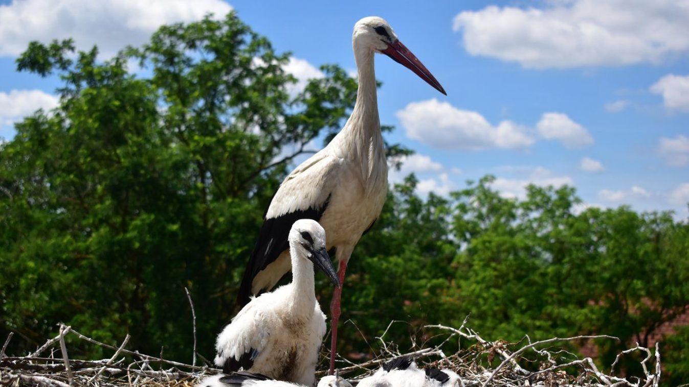 Fehér gólya gyűrűzése a Kiskunságban – különleges élmény az egész családnak