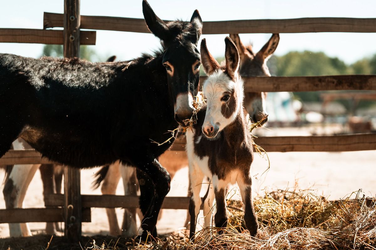 Megszületett a szafari park legújabb lakója, a látogatók már meg is ...