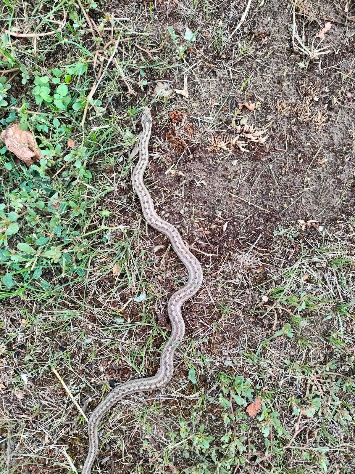 Sikló vagy vipera? - büntetést is kaphat, aki nem tudja