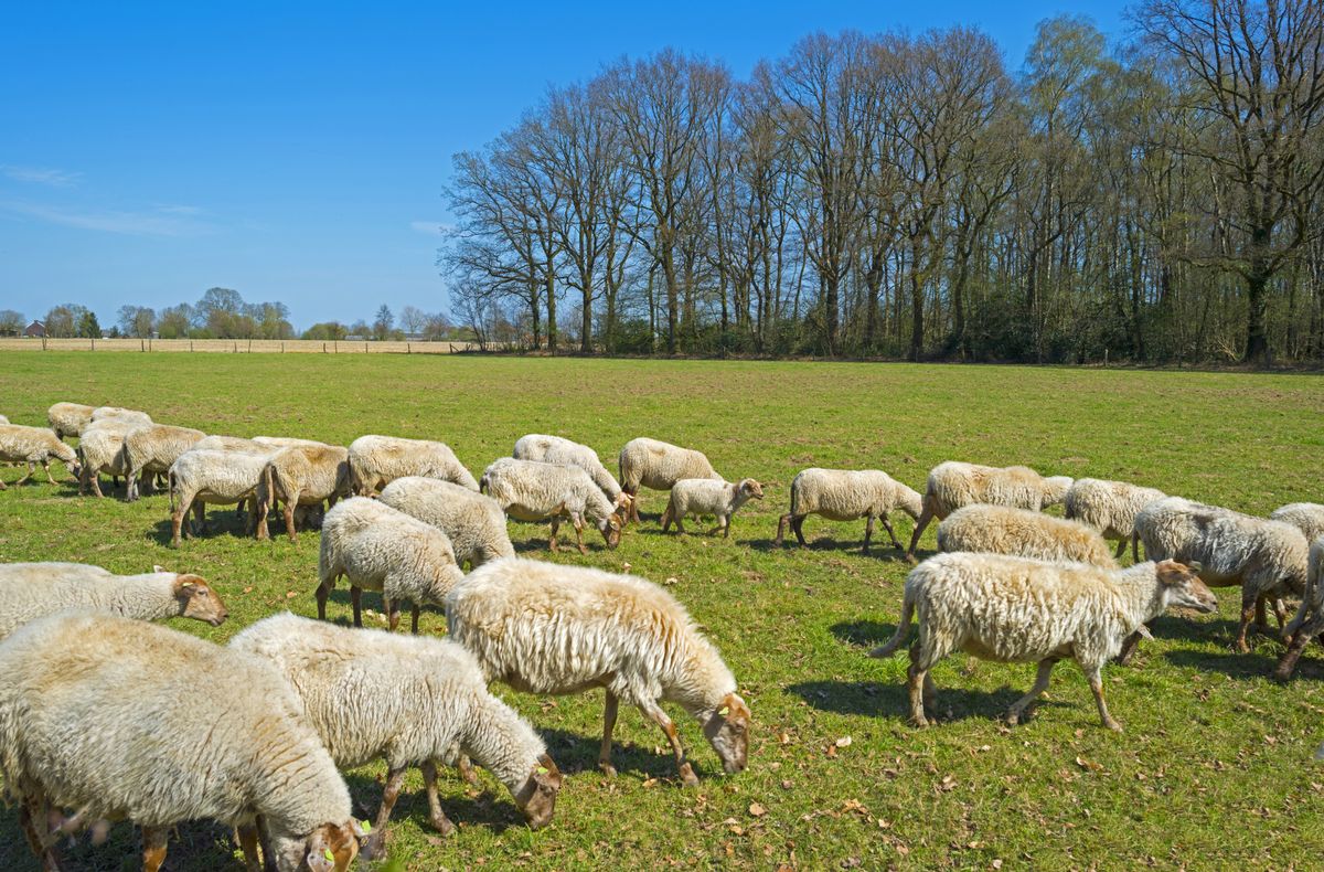 Állattámadás Jakabszálláson: kóbor kutyák tizedelték meg a birkanyájat